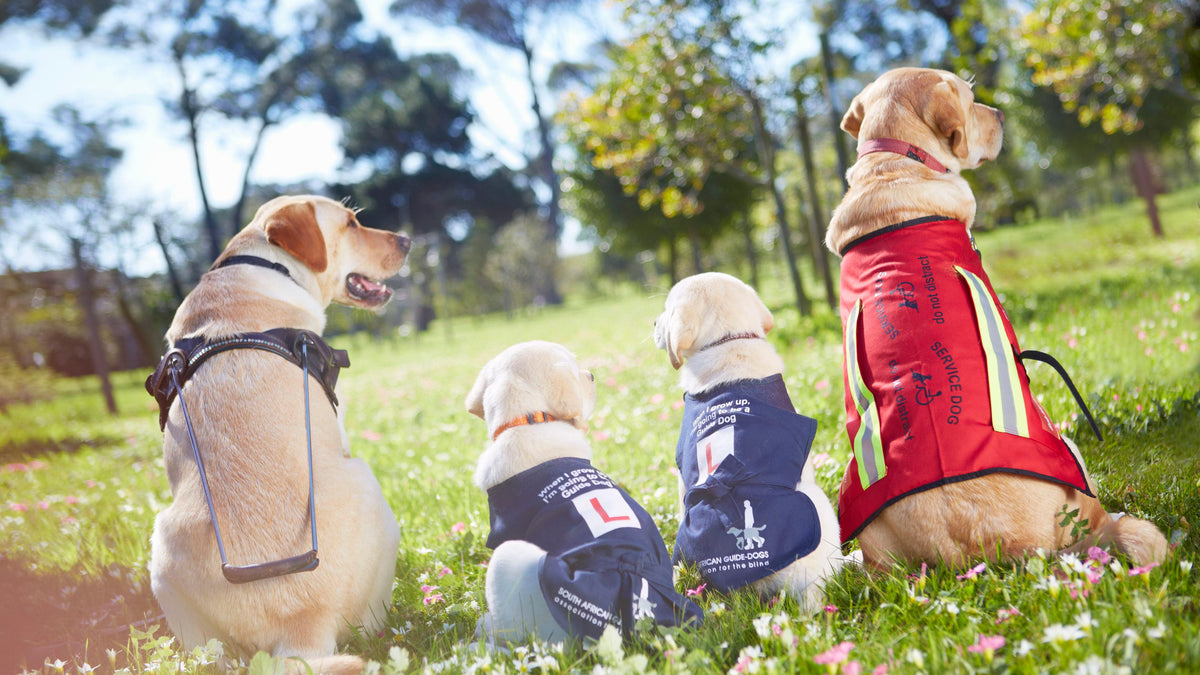 7 Types of Service Dogs And How They May Benefit Your Life ...