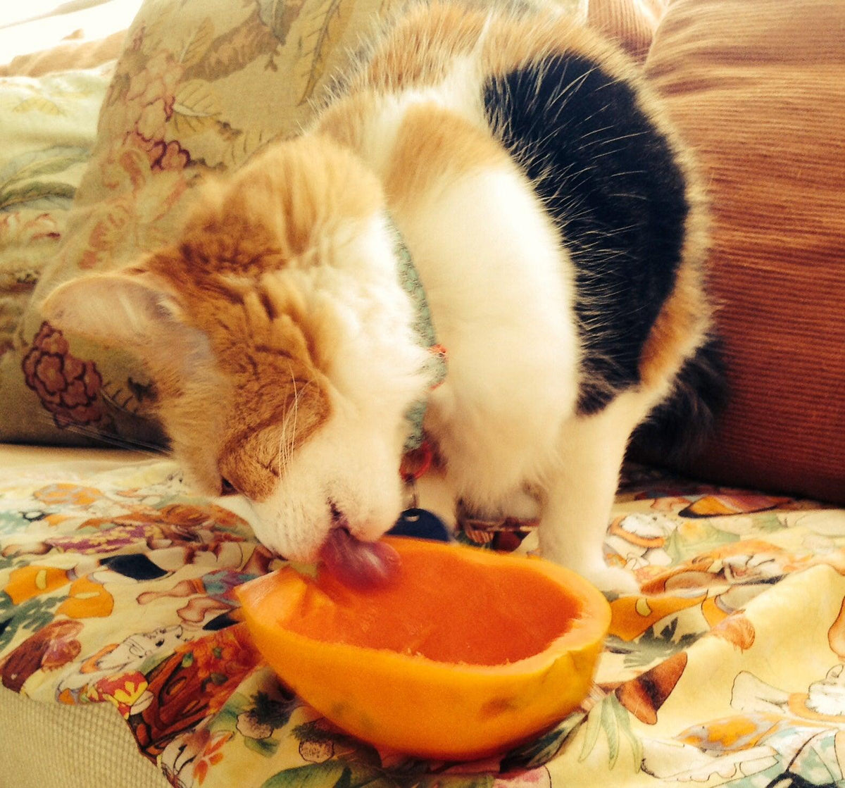 Can Cats Eat Papaya? – NextGenPaws Pet Portraits