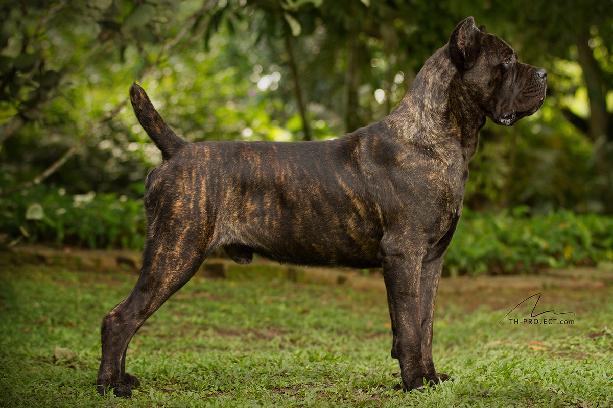 Cane Corso Dog: A Comprehensive Guide to Breed Information & Facts ...